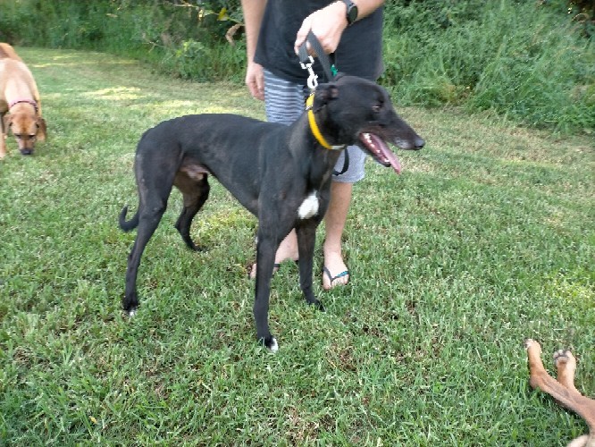 Mate - Large Male Greyhound Dog in NSW - PetRescue