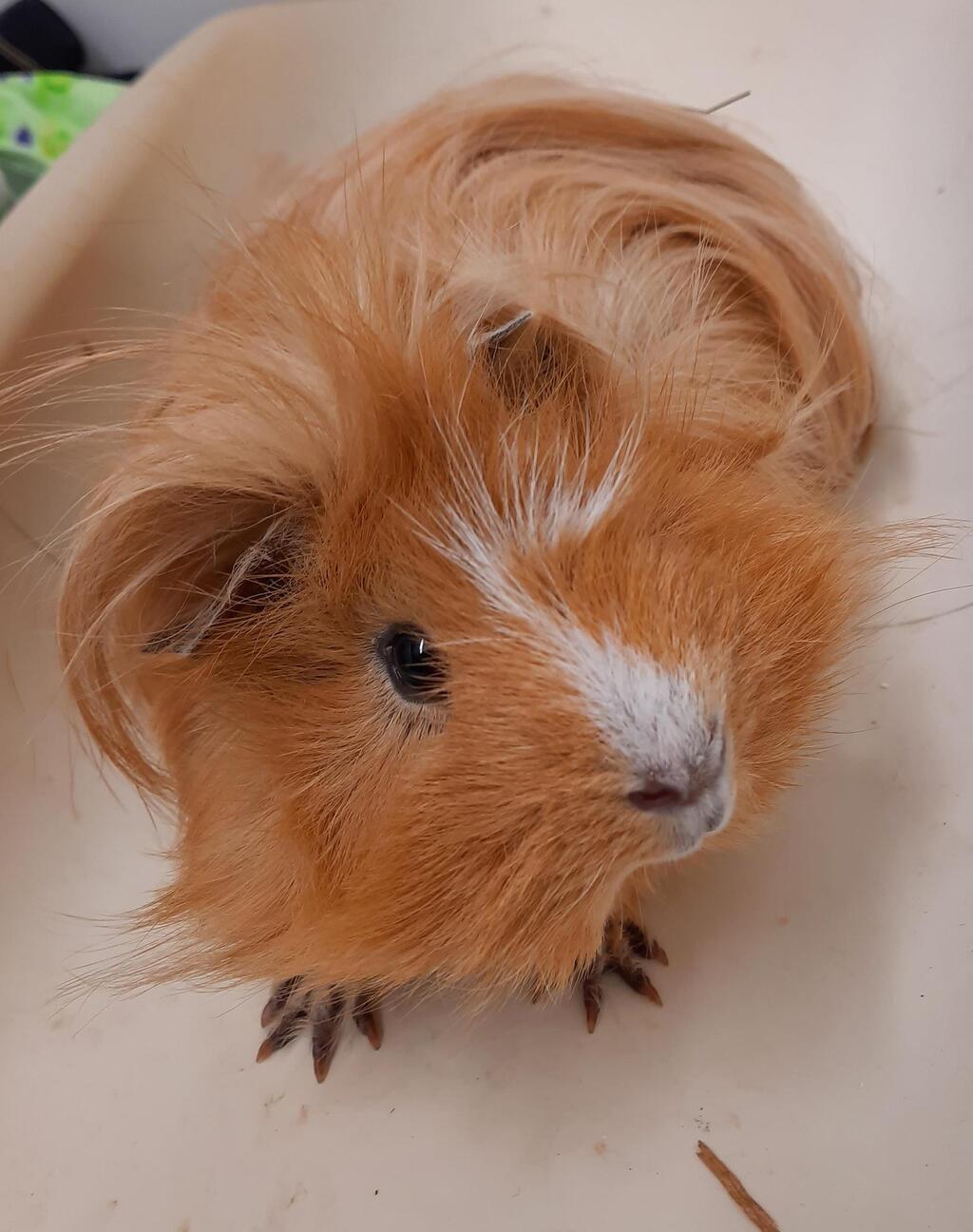 Ninja - Male Short-hair Abyssinian x Peruvian (Long Haired) Mix Guinea ...