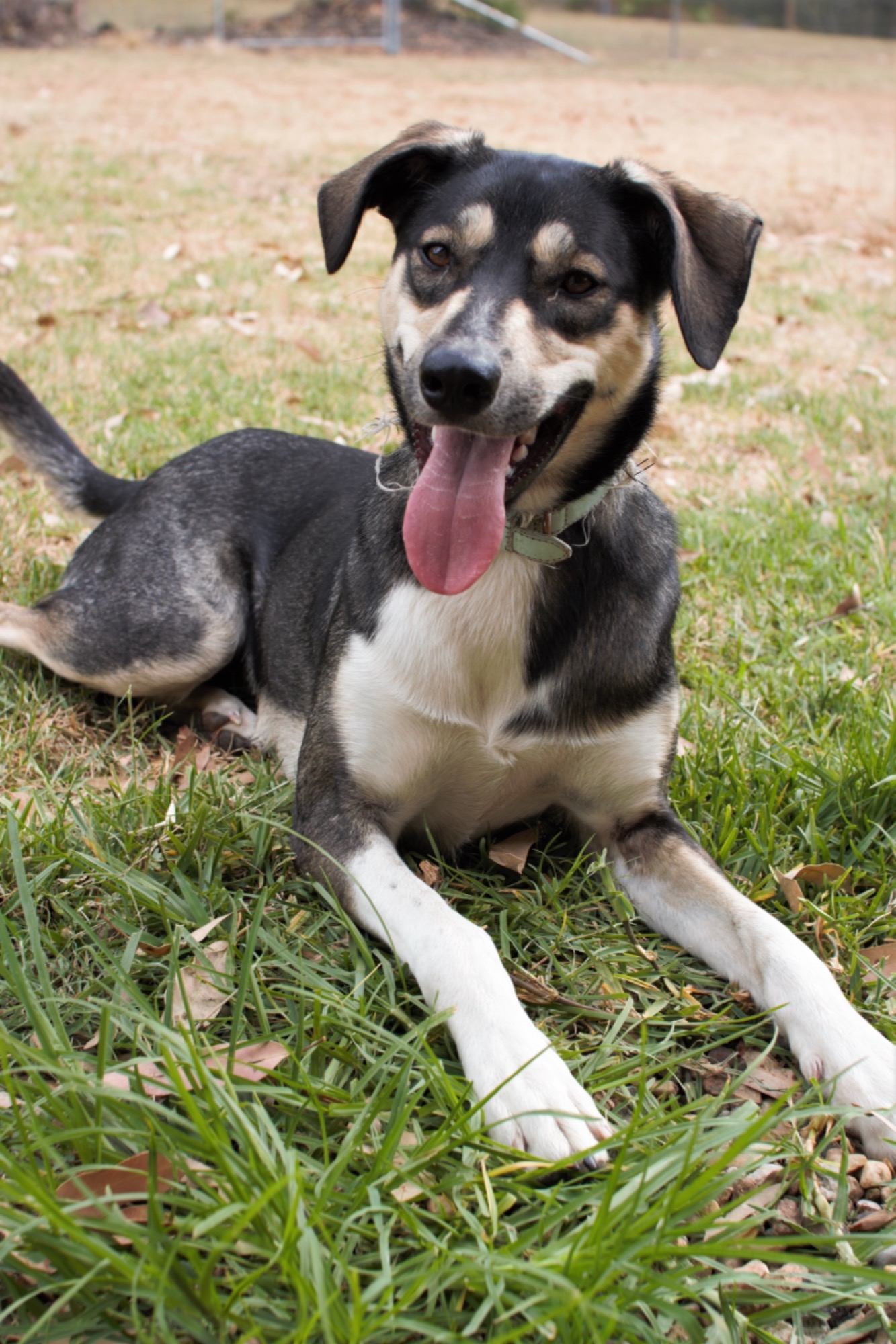 Sammy - Medium Female Kelpie x Koolie x Bull Arab Mix Dog in NSW ...