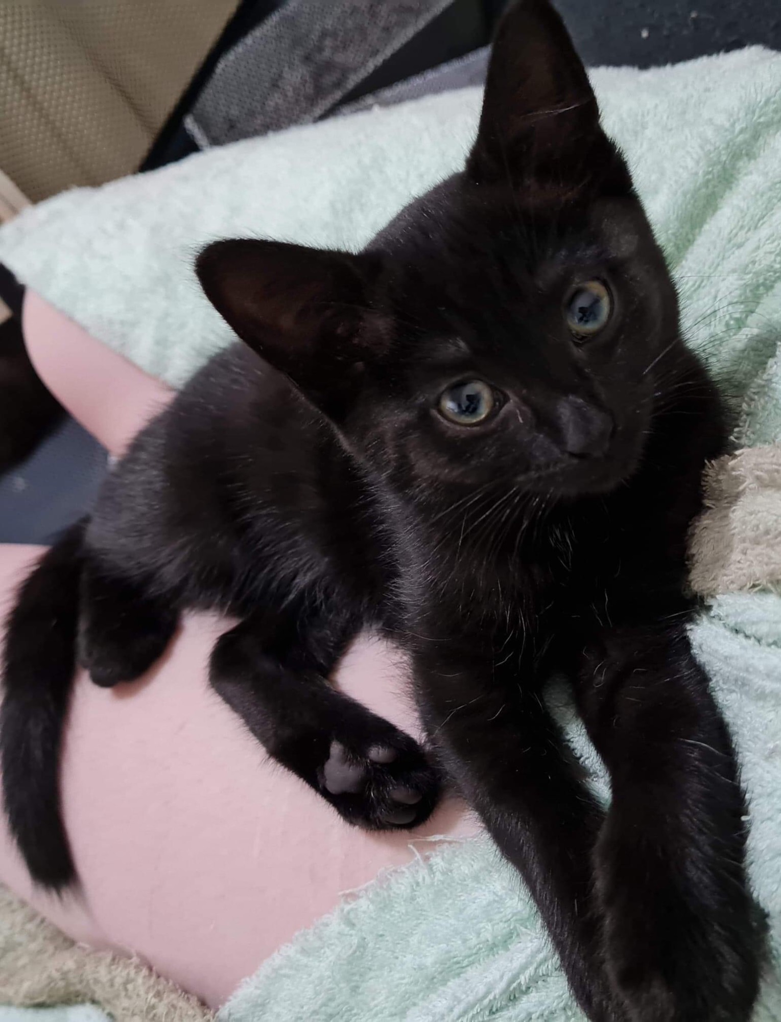 Meelo - Male Domestic Short Hair Cat in VIC - PetRescue