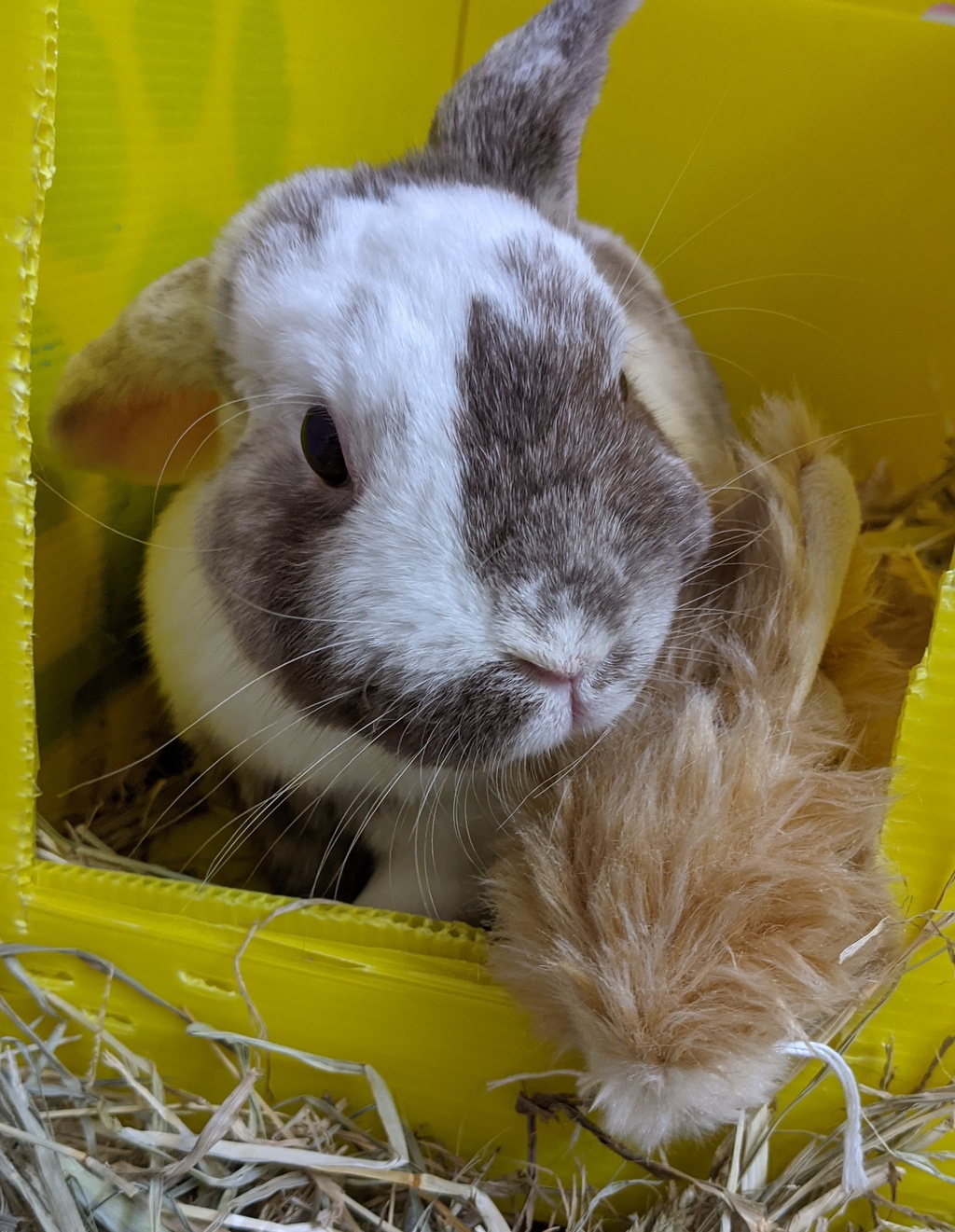 Penelope - Female Mini Lop Mix Rabbit in NSW - PetRescue