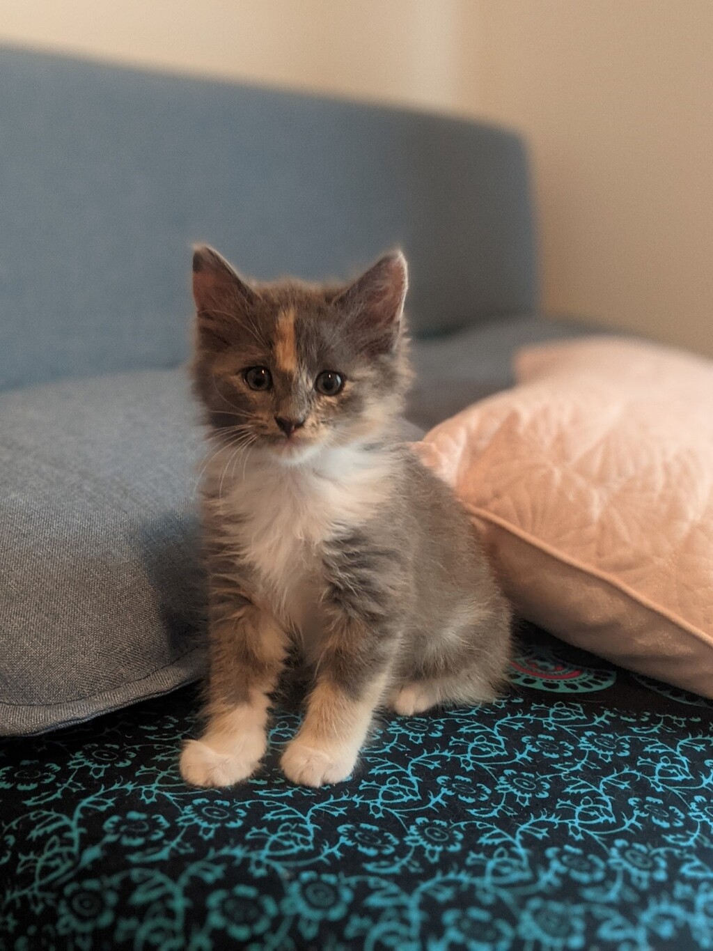 Lilo - Female Dlh Mix Cat in VIC - PetRescue