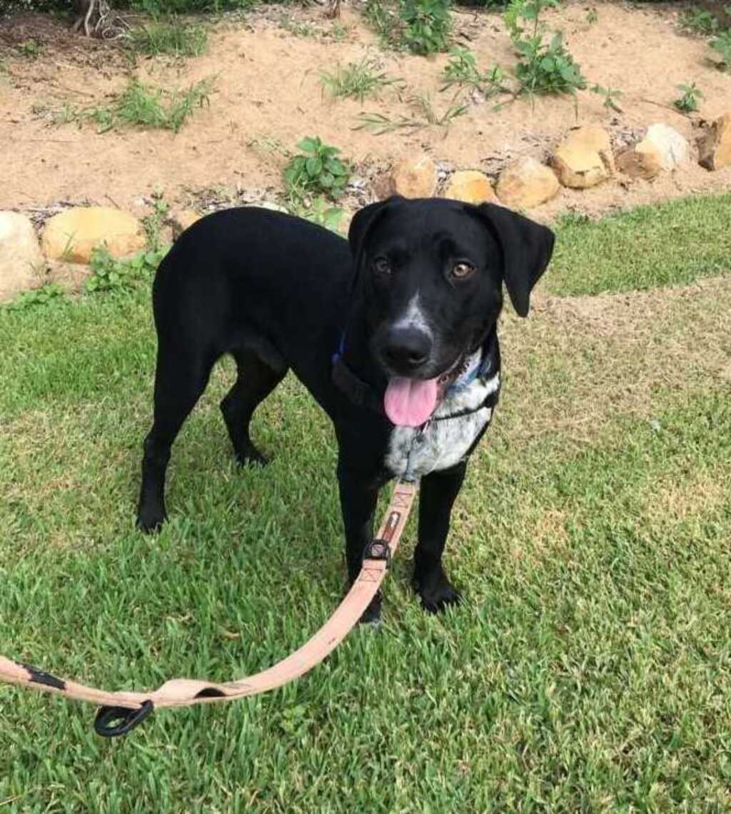 Hamish - Large Male Australian Cattle Dog x Labrador Retriever Mix Dog ...
