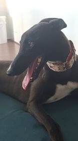 Tiny - Small Female Greyhound Dog in QLD - PetRescue