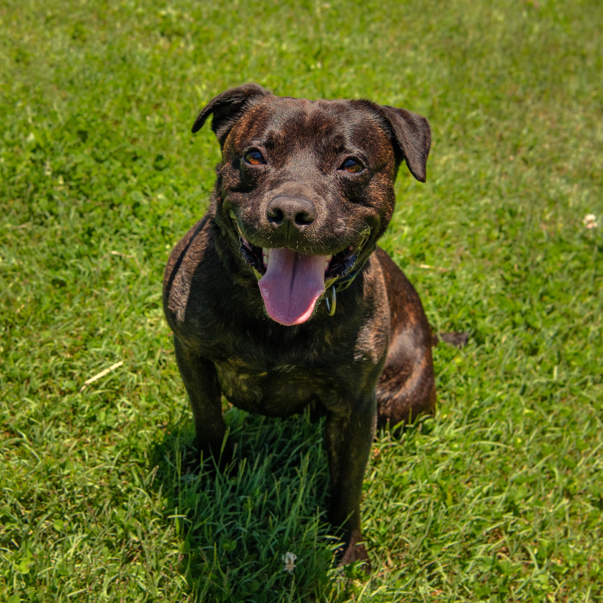 Boss - Medium Male Staffy Dog in NSW - PetRescue