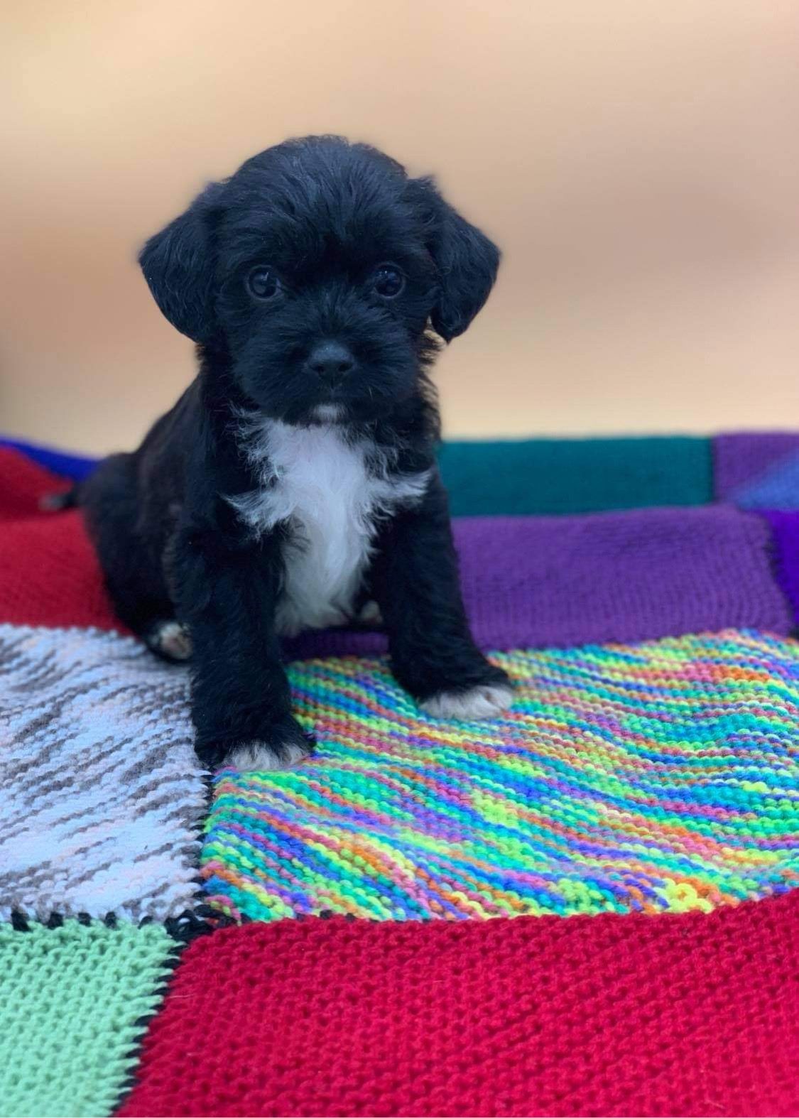 Gypsy Rose - Small Female Maltese x Poodle x Staffordshire Bull Terrier ...