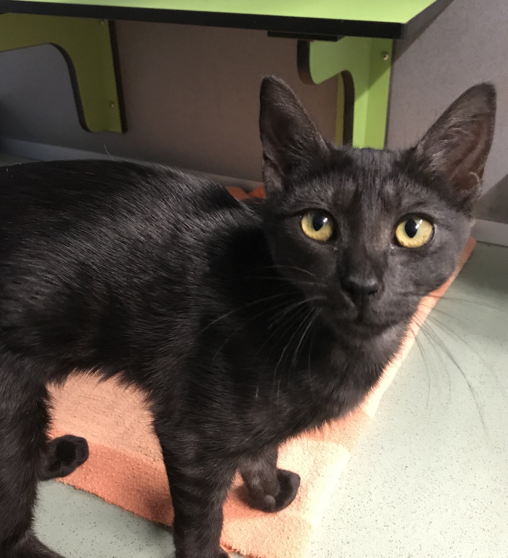 Jetta - Female Domestic Short Hair Mix Cat in QLD - PetRescue