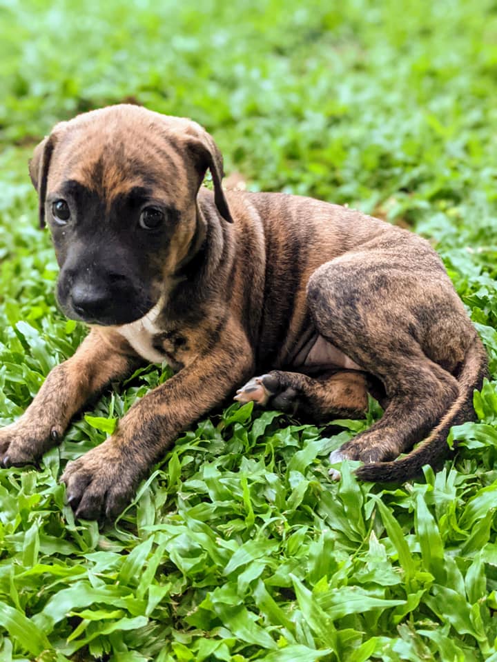 Angel - Medium Female Staffy Mix Dog in QLD - PetRescue