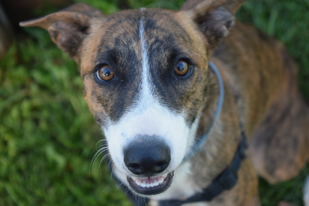 Tiffany - Medium Female Border Collie x Whippet Mix Dog in QLD - PetRescue