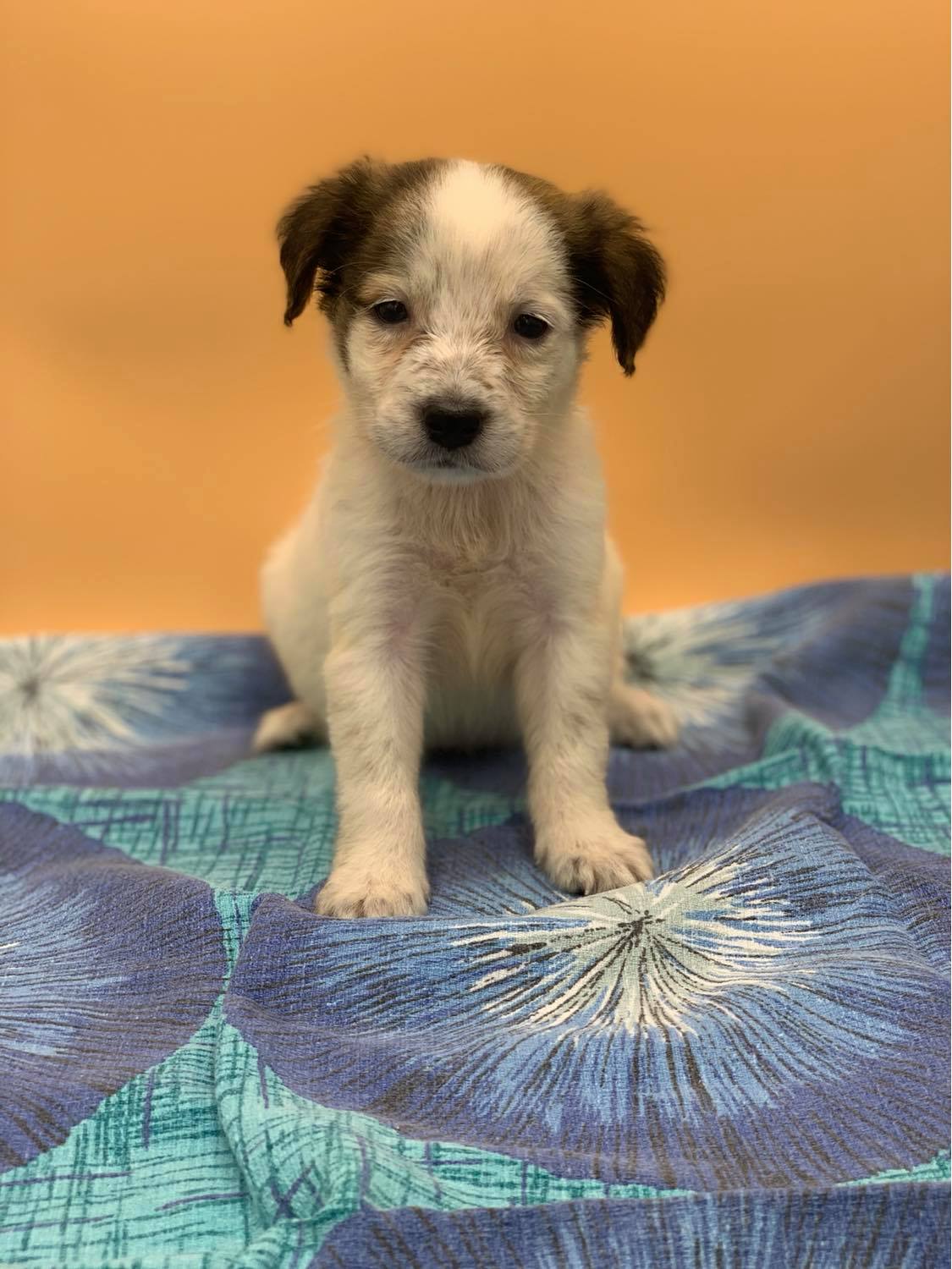 Brewster - Medium Male Jack Russell Terrier x Australian Cattle Dog Mix ...