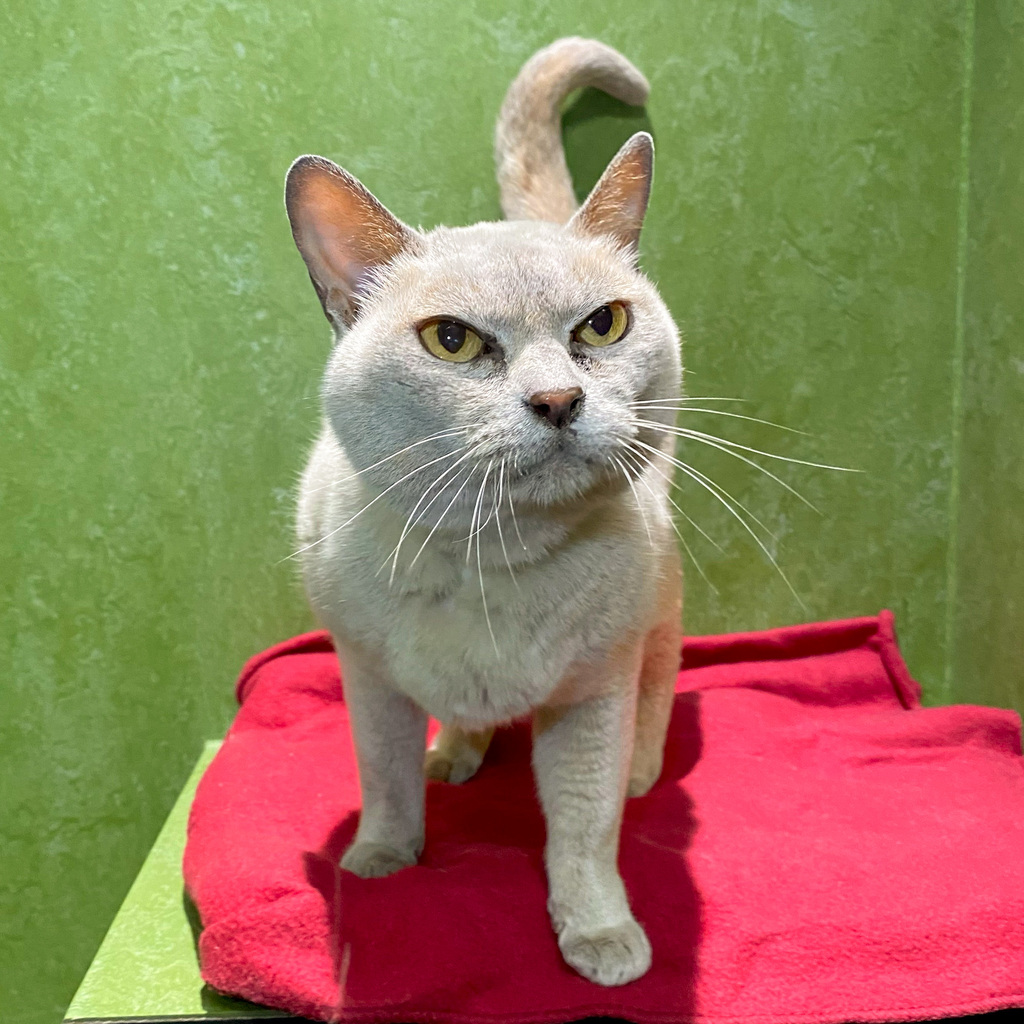 Zaza - Female Burmese Cat in VIC - PetRescue