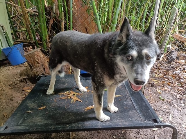 Pointer - Medium Female Husky Mix Dog in QLD - PetRescue