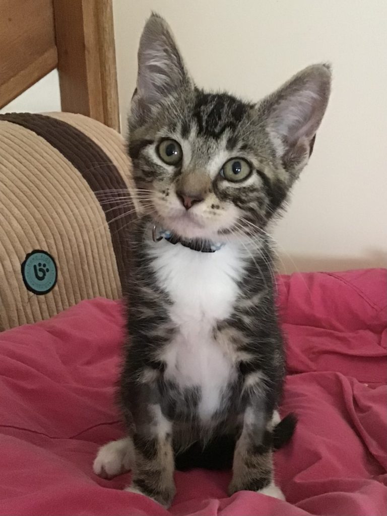 Dougie - Male Domestic Short Hair Cat in NSW - PetRescue