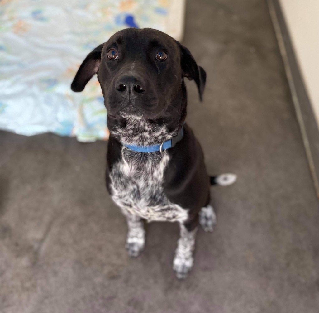 Sinbad - Large Male German Shorthaired Pointer x Labrador Mix Dog in ...