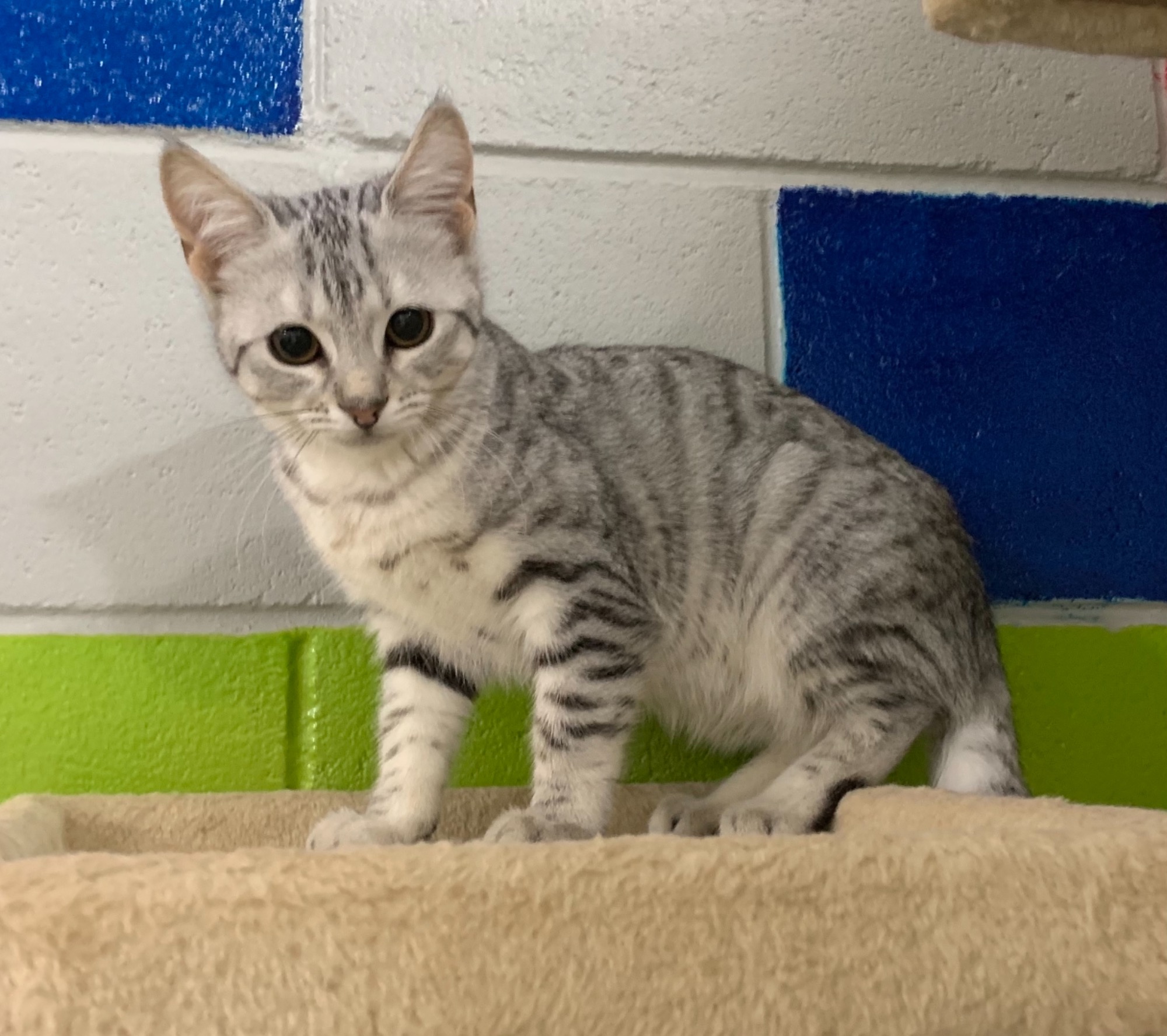 Leela - Female Domestic Short Hair Cat in VIC - PetRescue