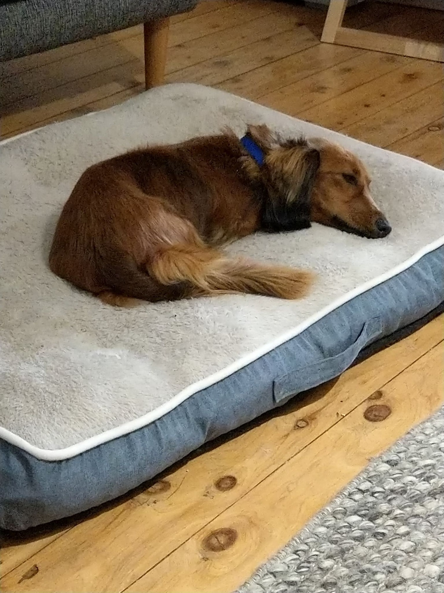 Foxy - Small Female Dachshund Dog in NSW - PetRescue