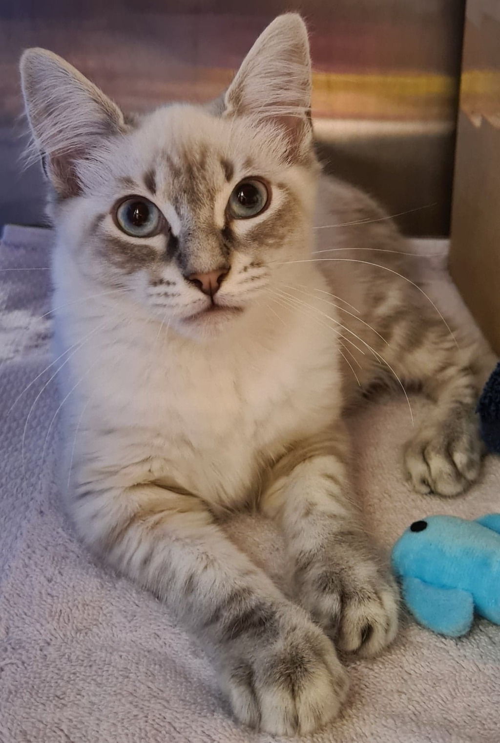 Brooke - Female Layanese Mix Cat in QLD - PetRescue