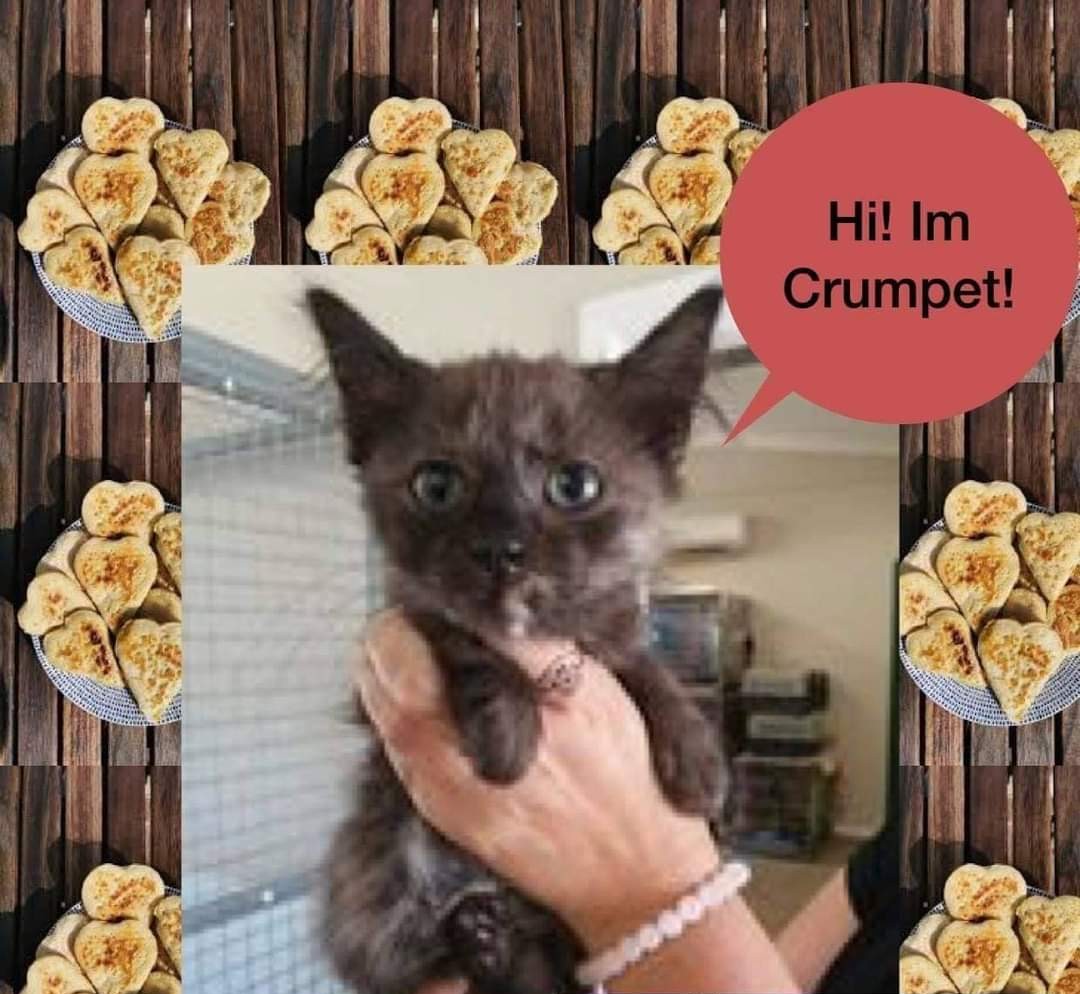 Crumpet - Female Domestic Short Hair Cat in NSW - PetRescue