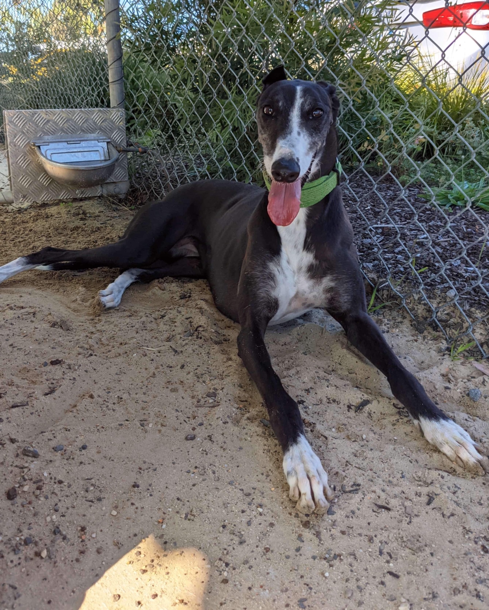 Tessa - Large Female Greyhound Dog in VIC - PetRescue
