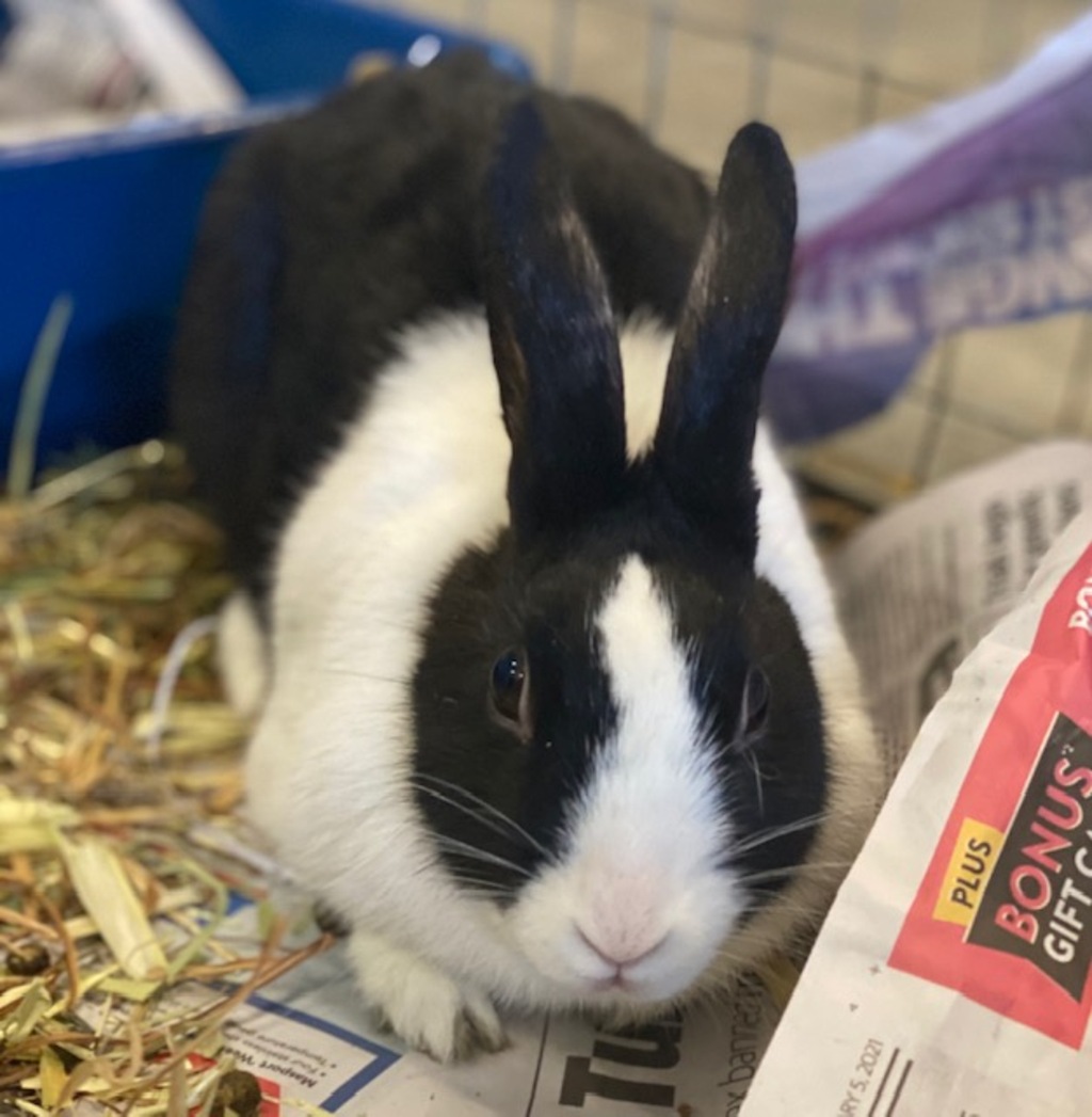 Magic - Female Dutch Rabbit in VIC - PetRescue