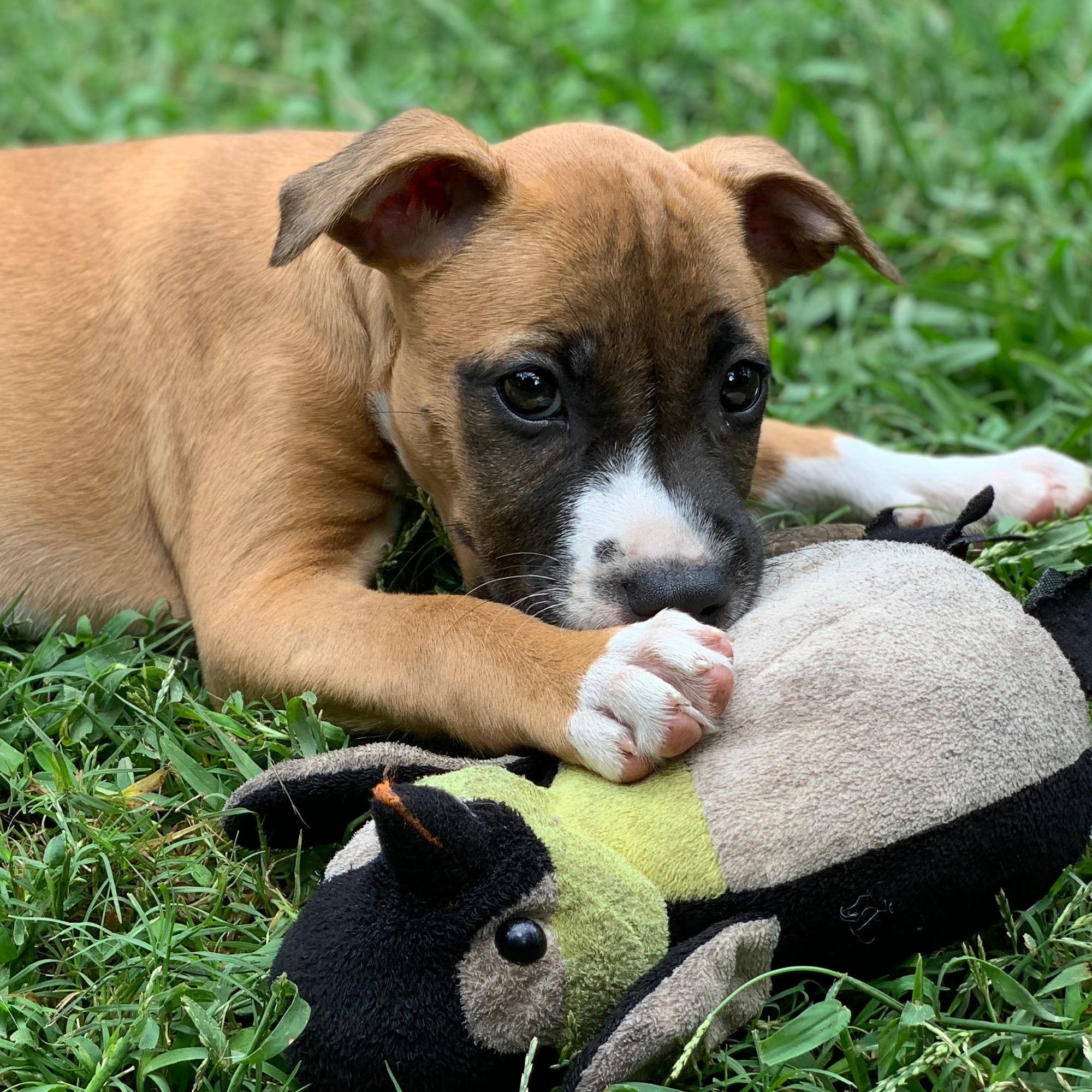 Callie 🍄 - Large Female Staffy x Ridgeback x Shar-Pei x Bull Arab Mix ...