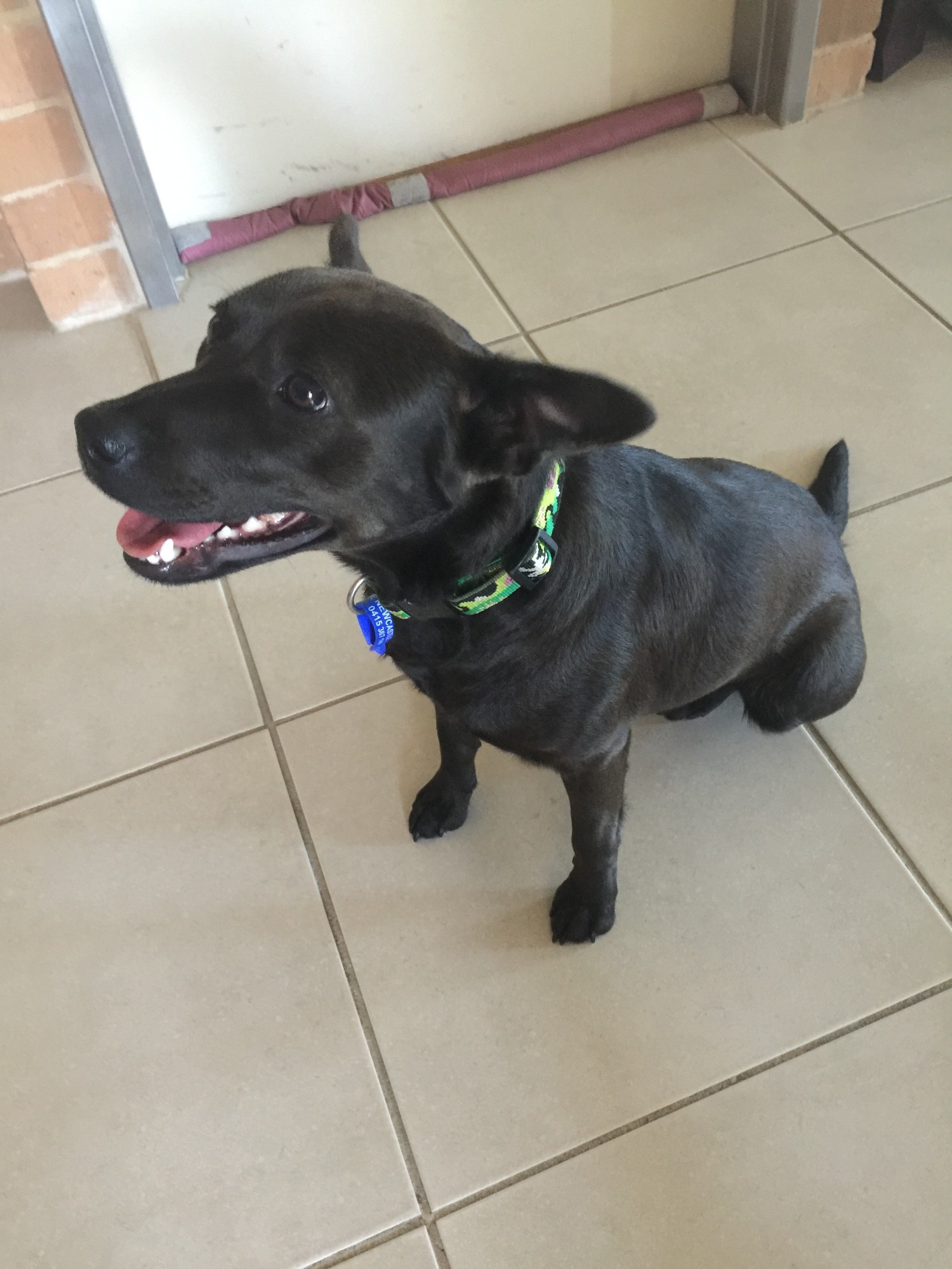 Hazel ~ 18mo Kelpie X Foxy (On Trial 17/3/21) - Medium Female Kelpie x ...