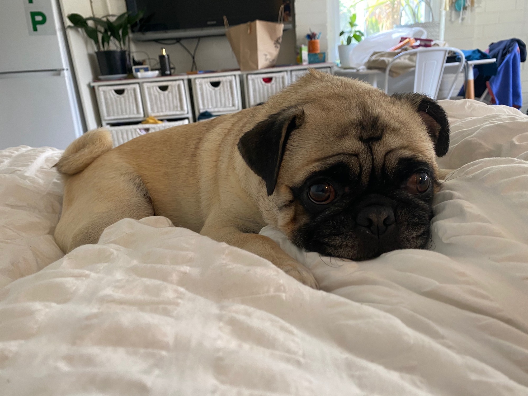Nugget ~ 3yr Old Pug (On Trial 5/3/21) - Small Male Pug Dog in NSW ...