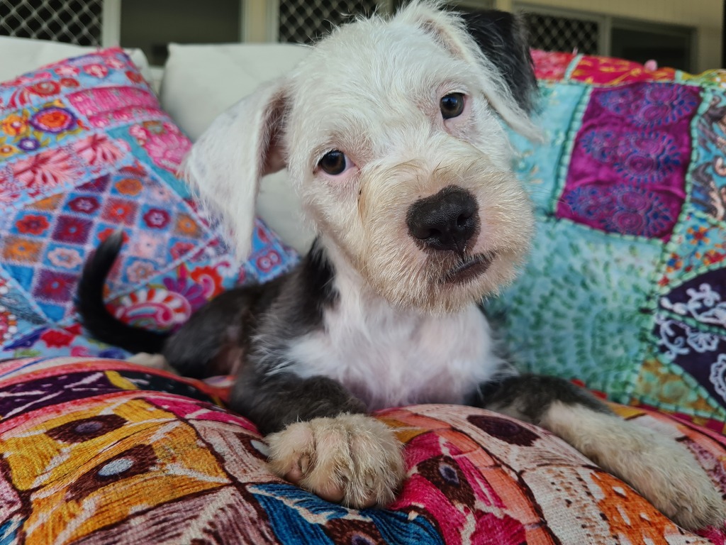 Arlo - Large Male Schnauzer, Standard x American Staffordshire Bull ...