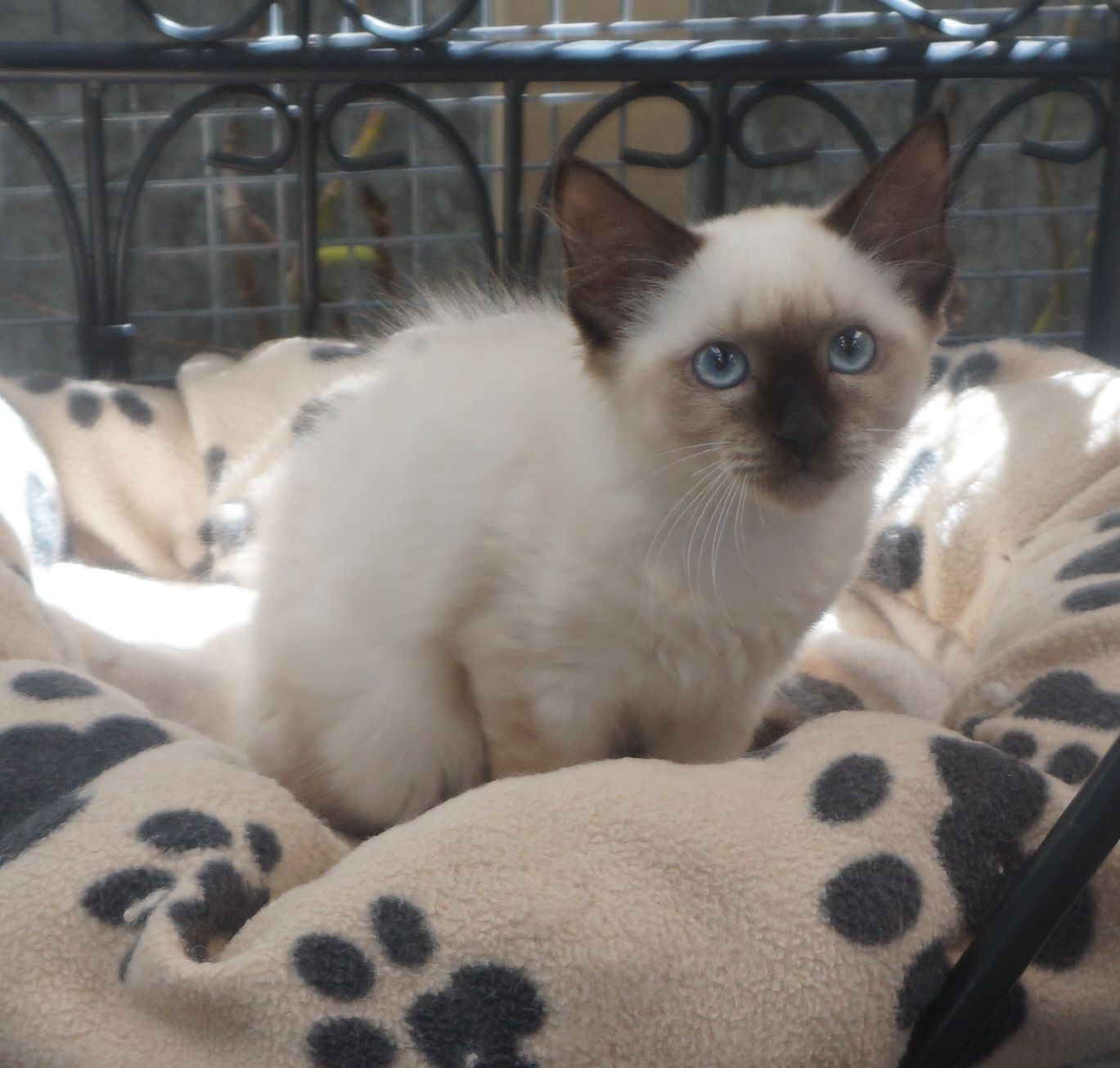Pandora - Female Ragdoll Mix Cat in WA - PetRescue