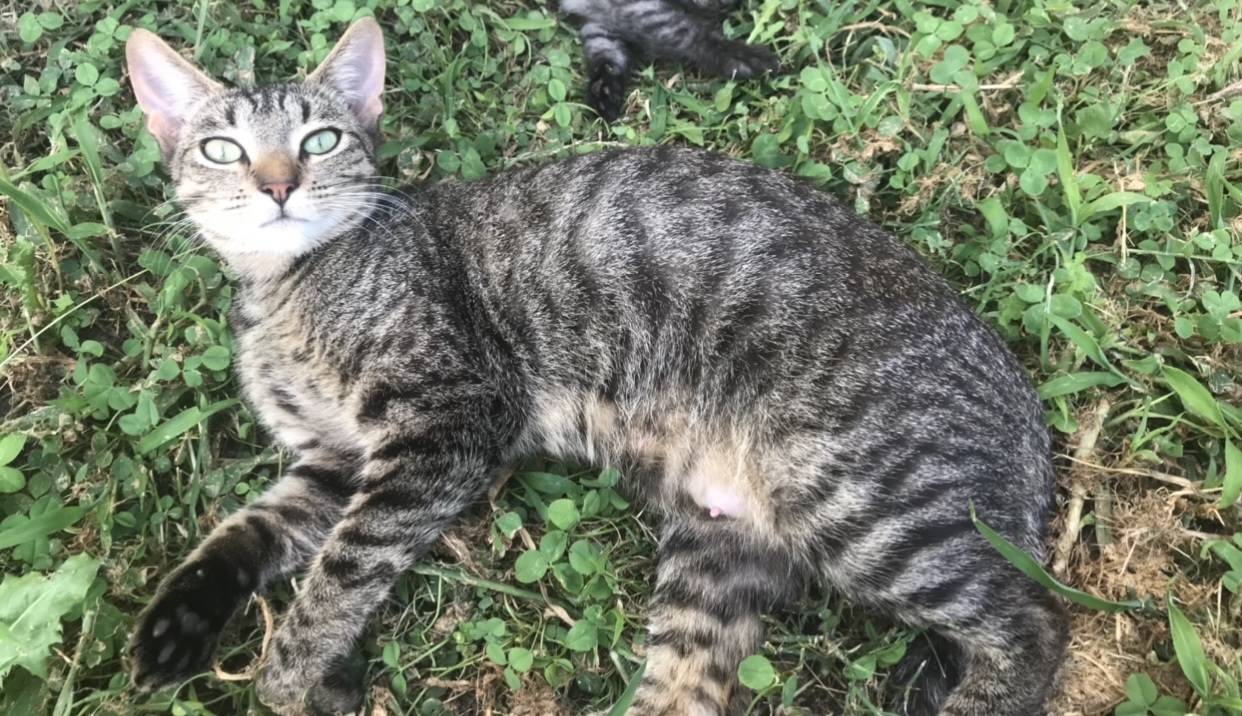 Little Mumma - Female Domestic Short Hair Cat in NSW - PetRescue