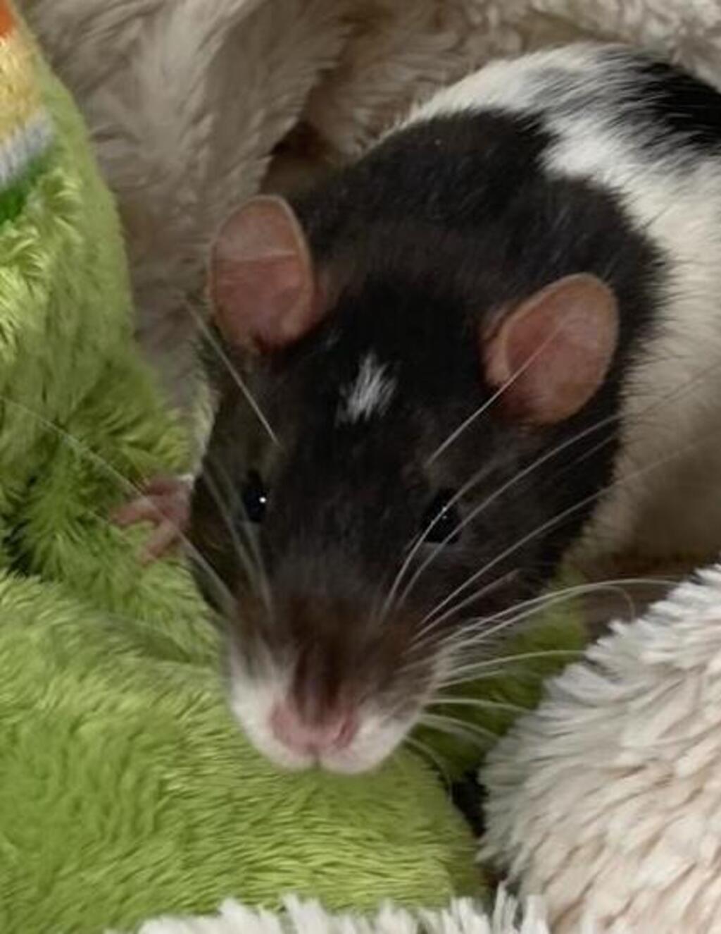 Neo - Male Rat Top Eared Smooth Mix Rodent in QLD - PetRescue