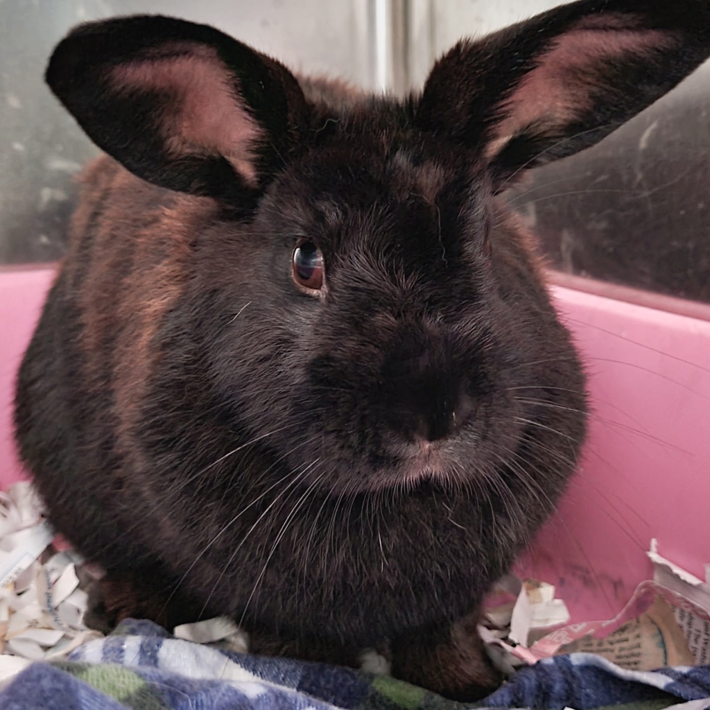 Skye - Female Rabbit Unspecified Mix Rabbit in VIC - PetRescue