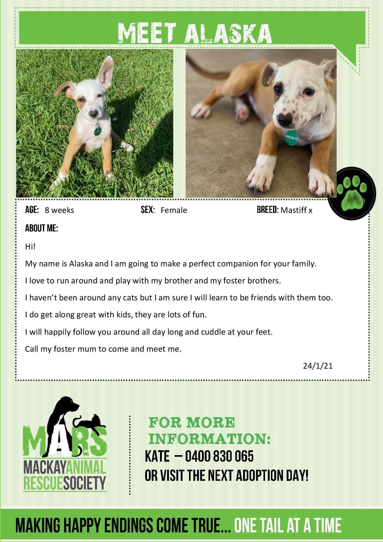 Alaska - Large Female Mastiff Mix Dog in QLD - PetRescue