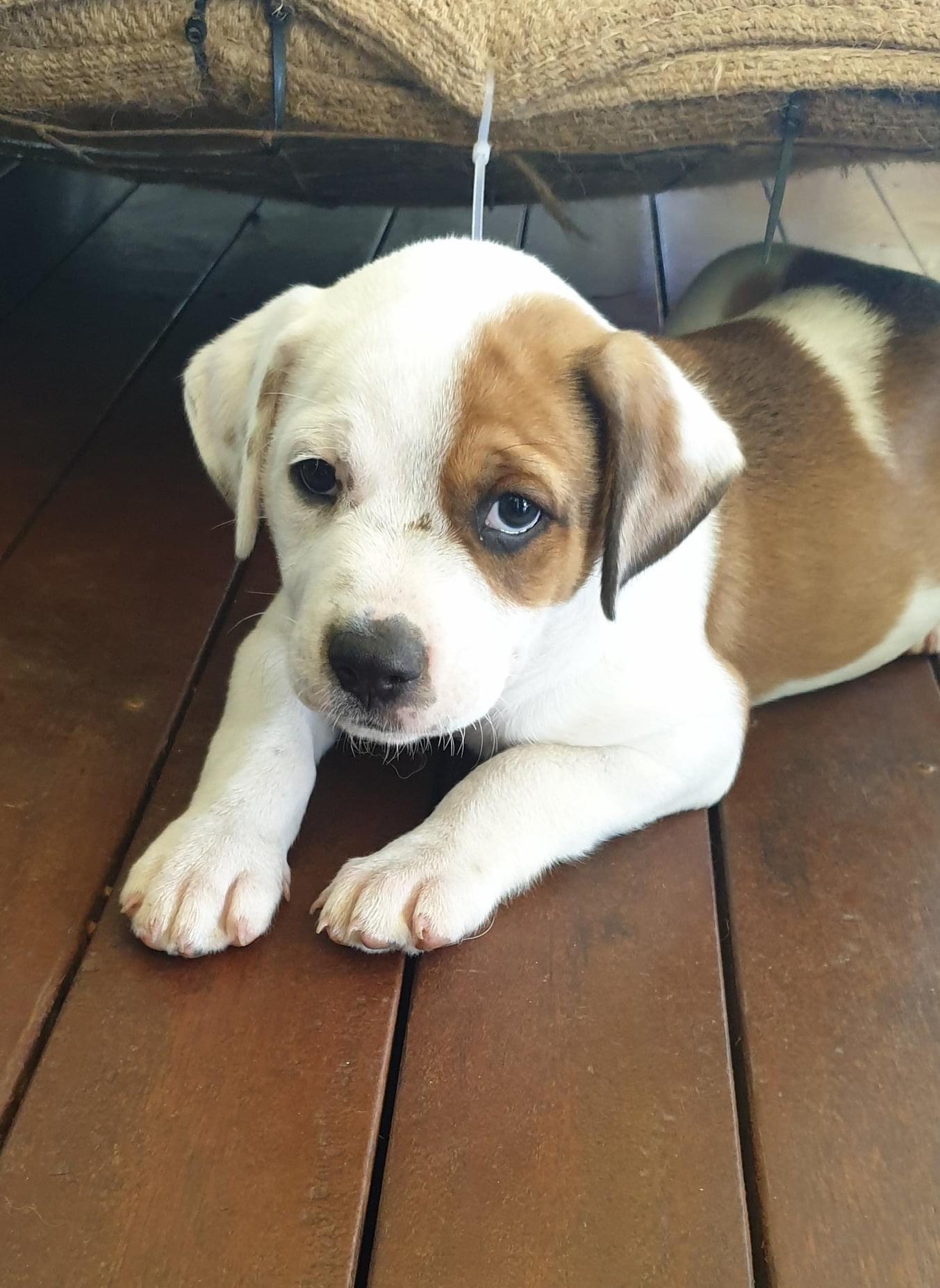 Apache - Large Female Australian Bulldog Mix Dog in QLD - PetRescue