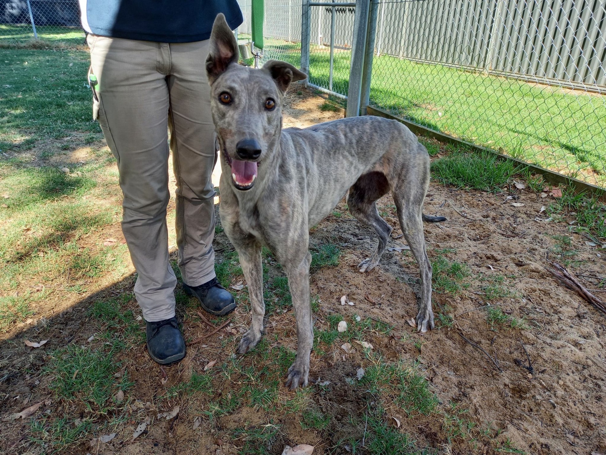 Stella - Large Female Greyhound Dog in WA - PetRescue