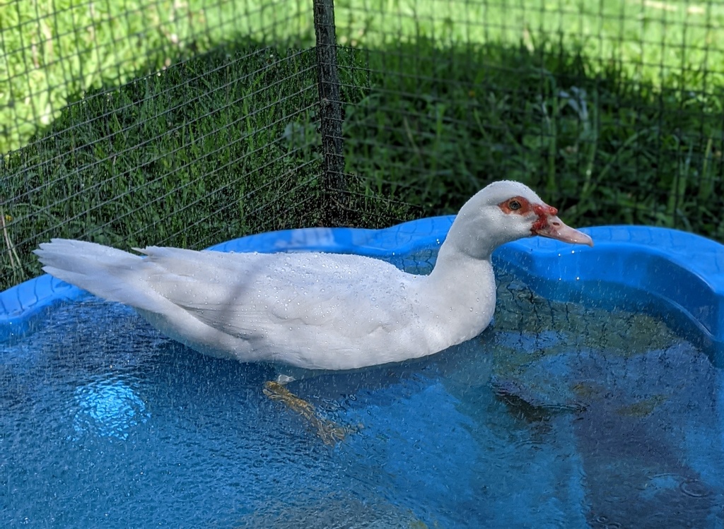 Doris - Female Muscovy Duck Mix Fowl in WA - PetRescue