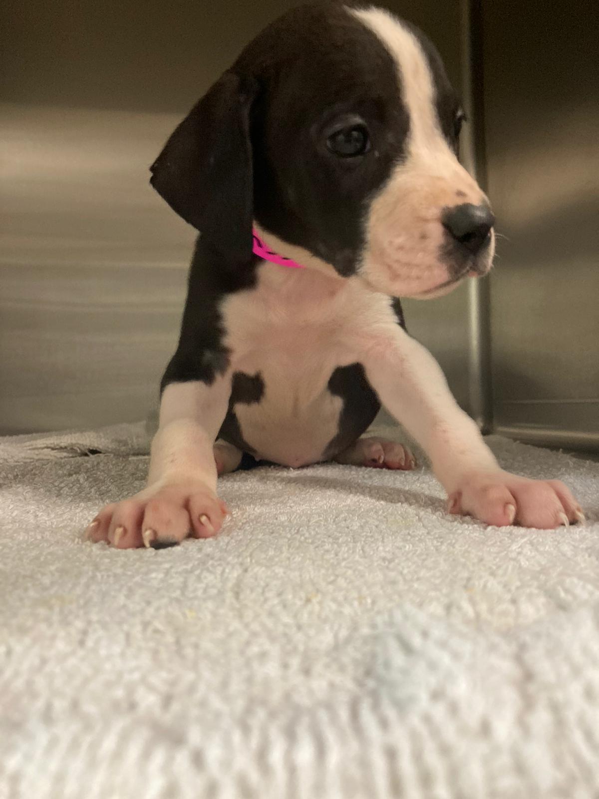 Poppy - Medium Female Mixed Breed Mix Dog in NSW - PetRescue