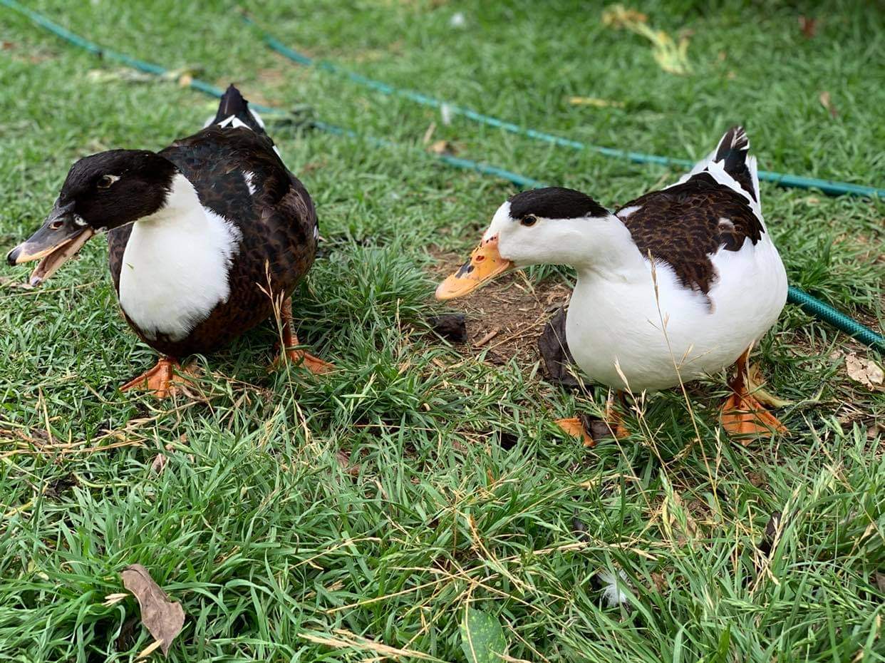 Crunchy & Bandit - Female Duck in VIC - PetRescue