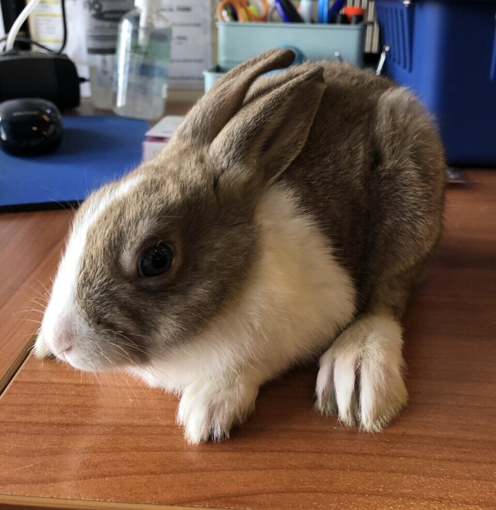 Fred Weasley - Male Dutch Rabbit in VIC - PetRescue