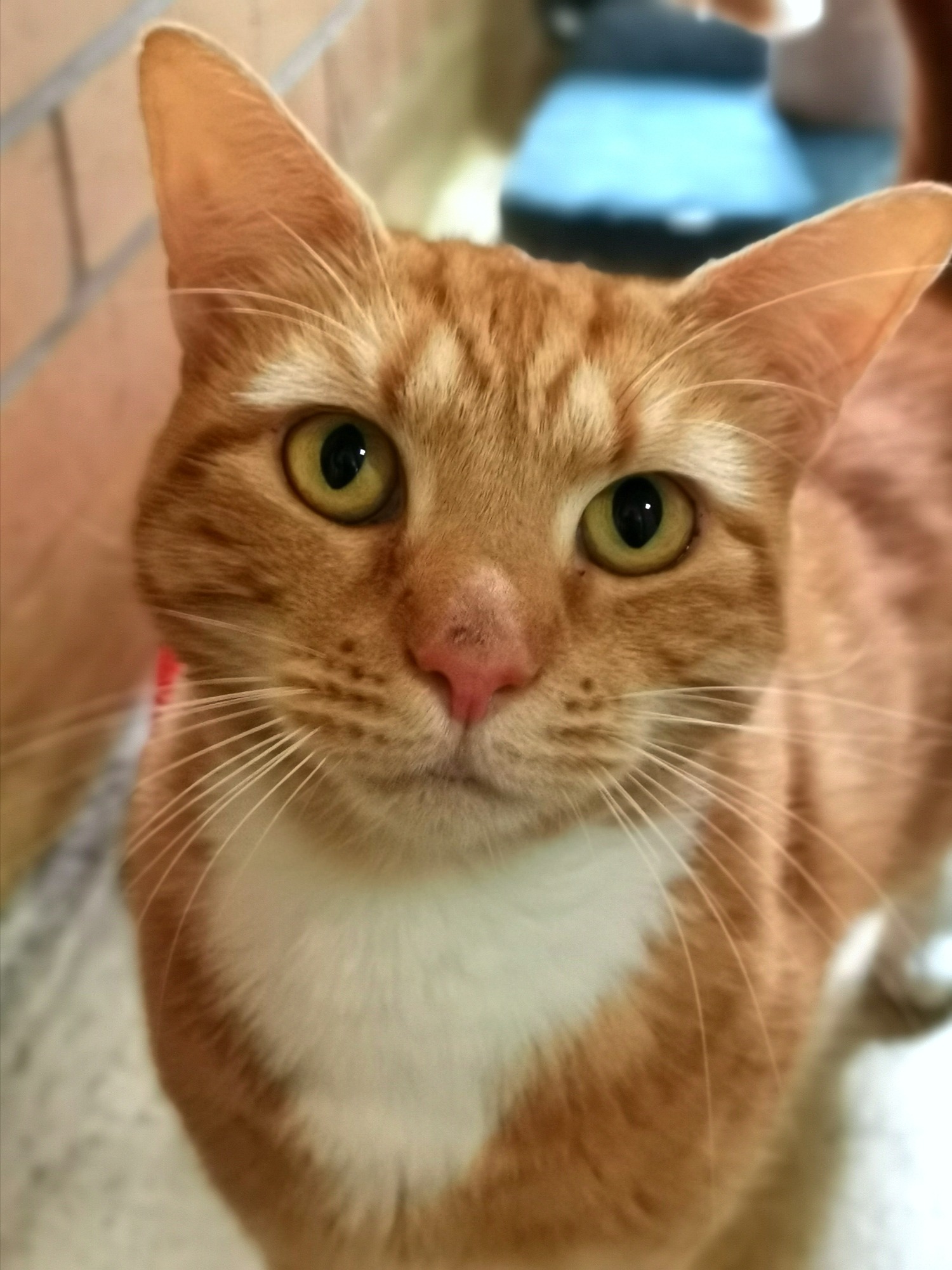 Tejas - Female Domestic Short Hair Cat in NSW - PetRescue
