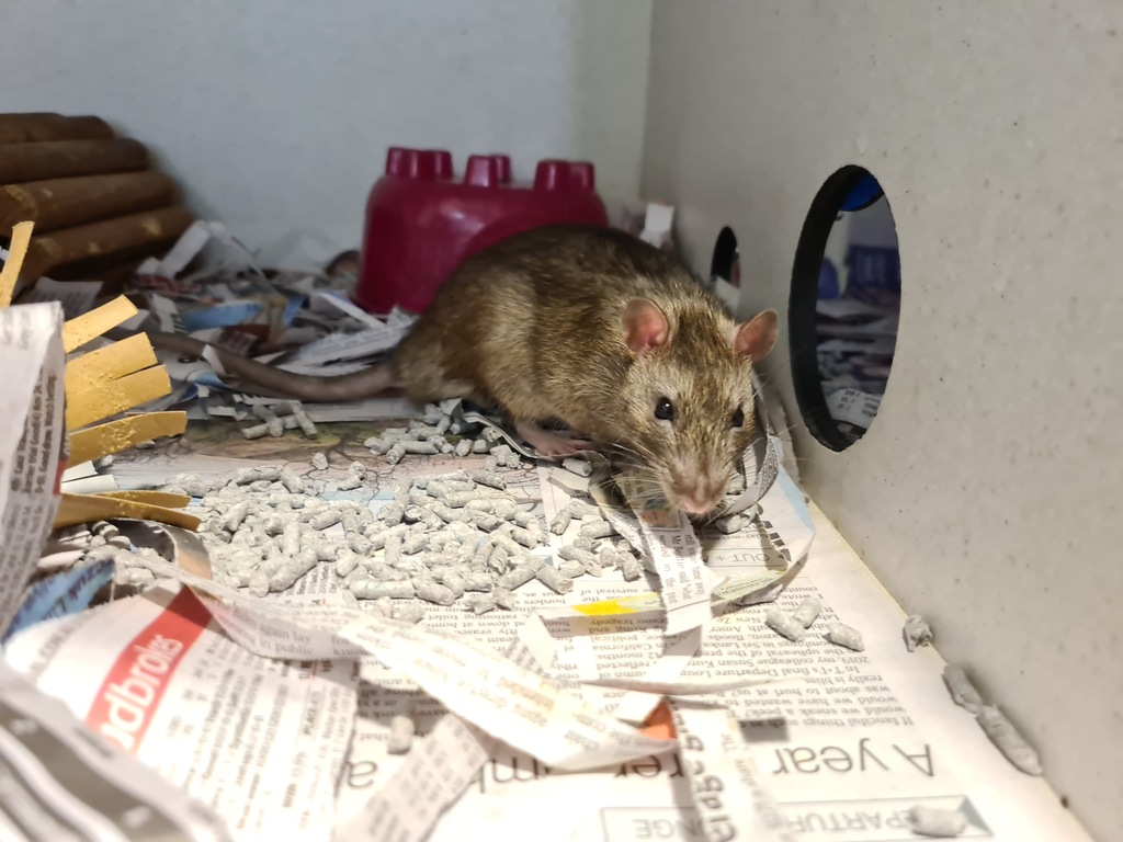 Owen Wilson - Male Rat Mix Rodent in QLD - PetRescue
