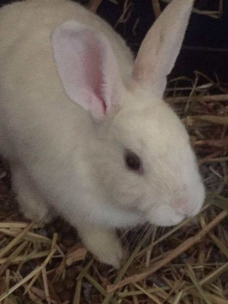 Raisin - Male Rabbit in WA - PetRescue