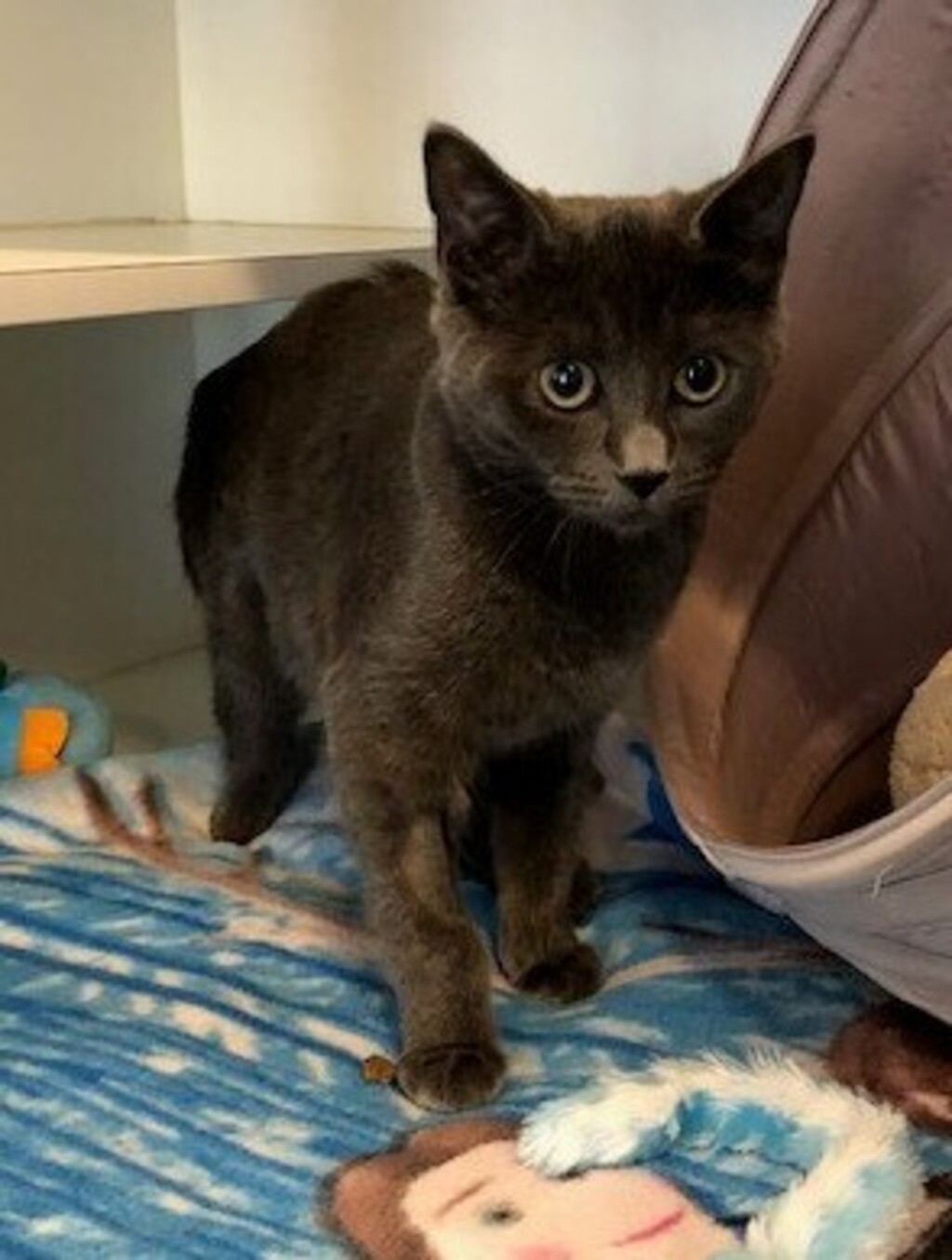 Armani - Female Russian Blue x Siamese Mix Cat in WA - PetRescue