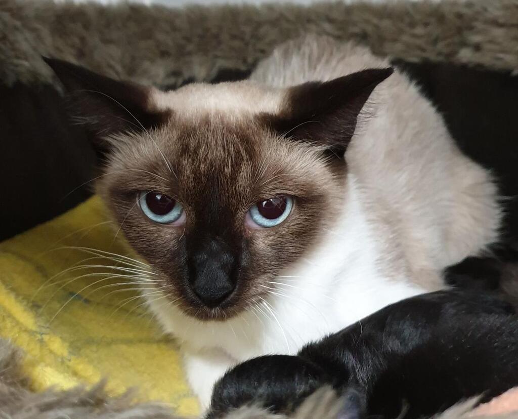 Princess - Female Layanese Mix Cat in QLD - PetRescue