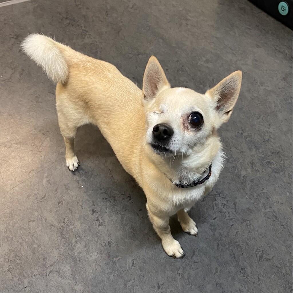 Chivas - Small Male Chihuahua Dog in VIC - PetRescue