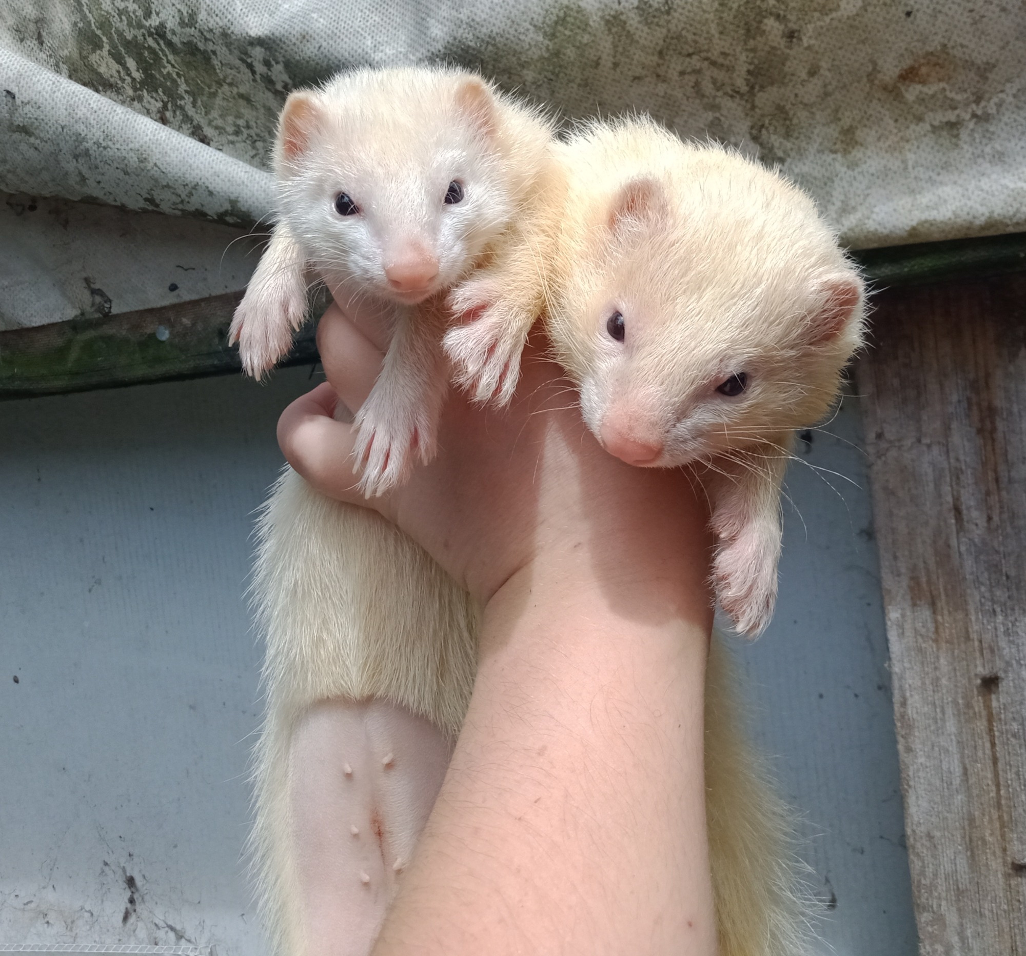 Del and Vic - Female Ferret in NSW - PetRescue