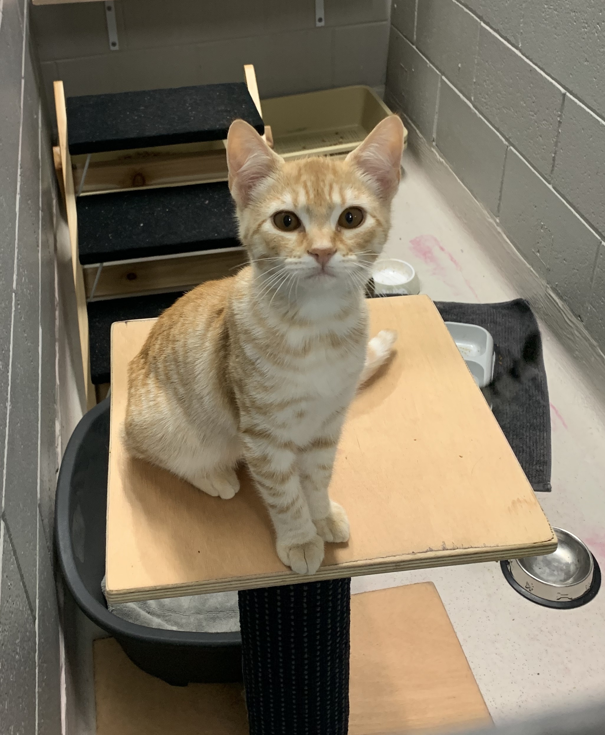 Tibbs - Male Domestic Short Hair Cat in VIC - PetRescue