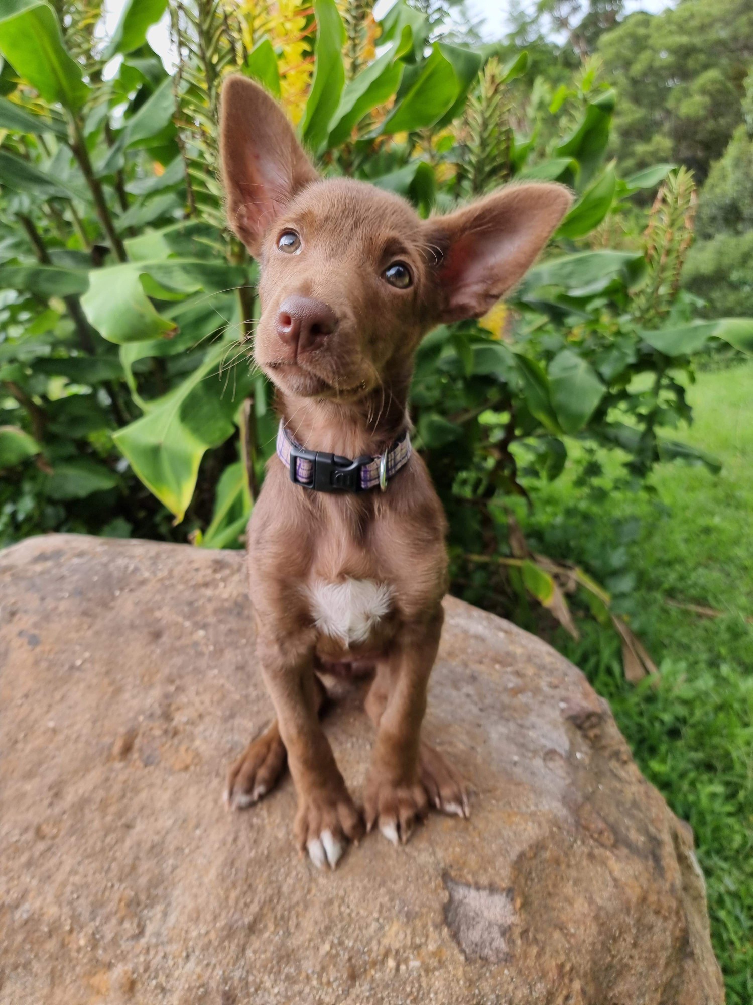 Tama - Medium Female Mixed Breed Dog in NSW - PetRescue