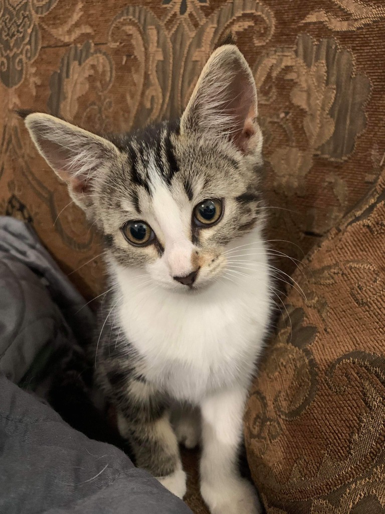 Yasmin - Female Domestic Short Hair Cat in WA - PetRescue