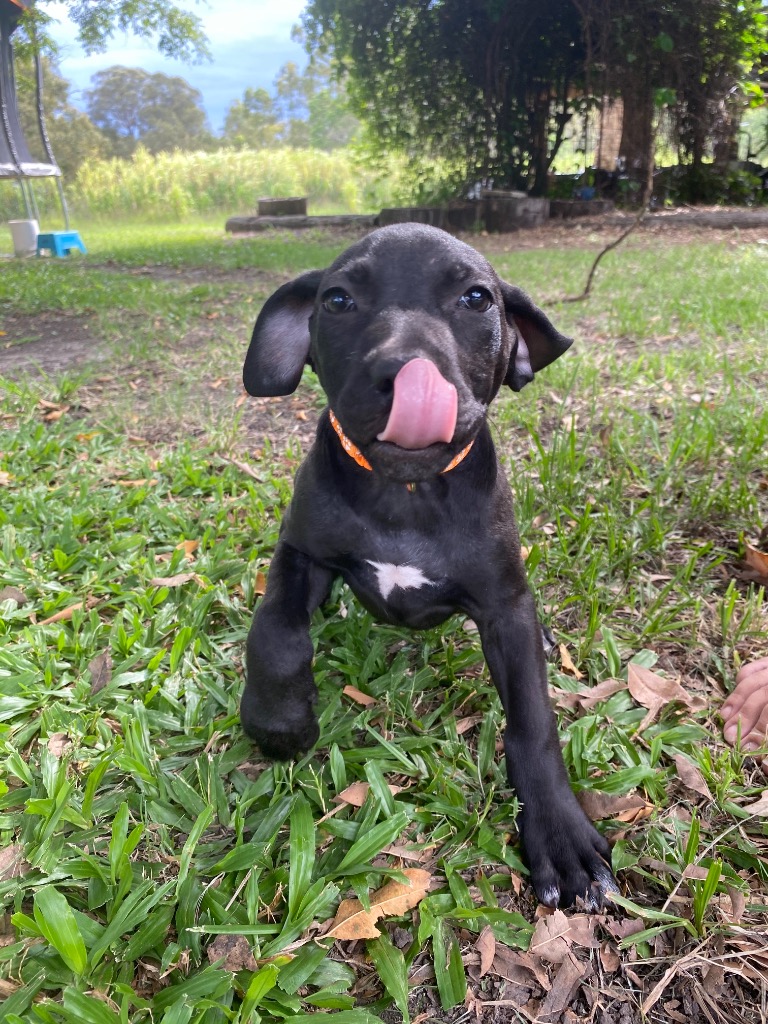 Duchess - Medium Female Mixed Breed Mix Dog in QLD - PetRescue